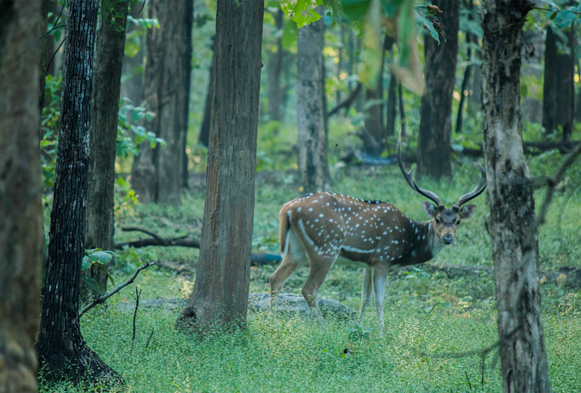 害獣ではなく、害人？ INOCHIKAというアプローチ。 | Rebirth Project Online Shop -MAGAZINE-